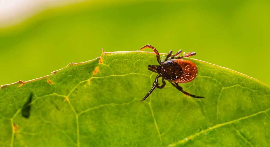 Protect Yourself from Tick Bites and Lyme Disease - In Play! magazine