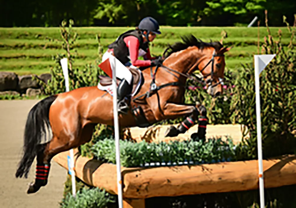 Cross Country Horses Jumping